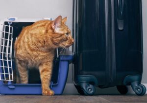 Changes in Small Animal Movement Documents - GlobalVetLink