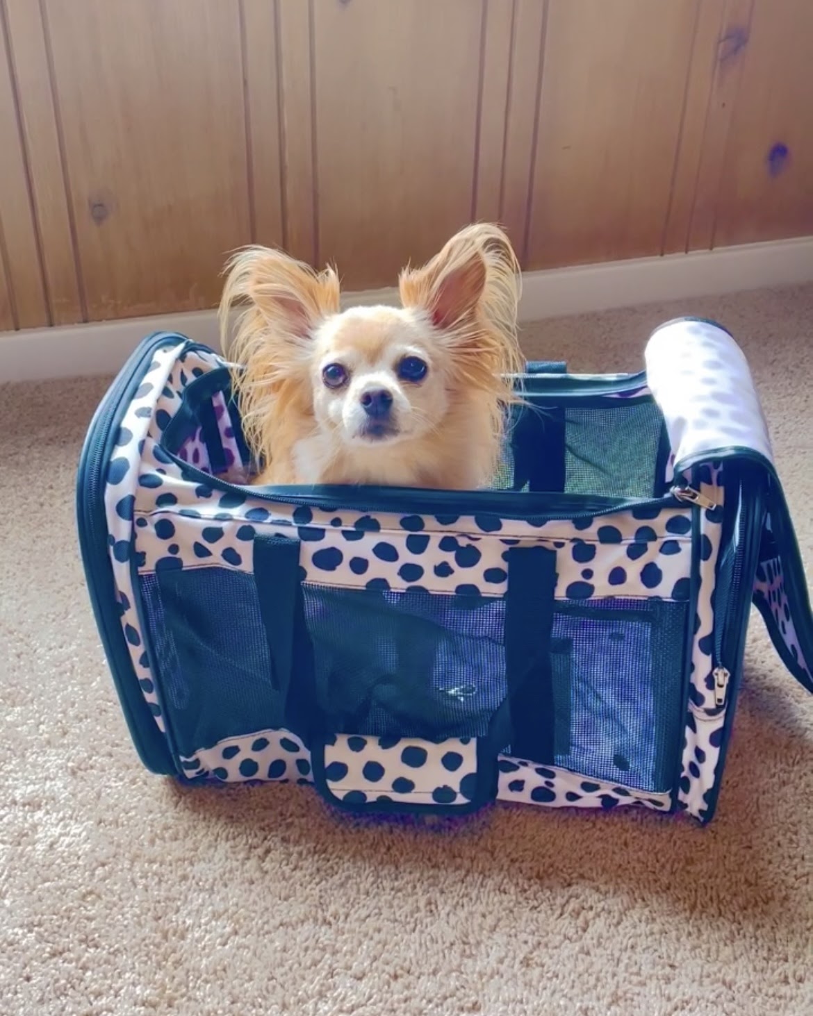 Traveling with Your Pet this Holiday Season? Here's what you need ...
