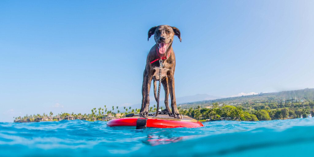 Hawaii Health Certificates | GlobalVetLink