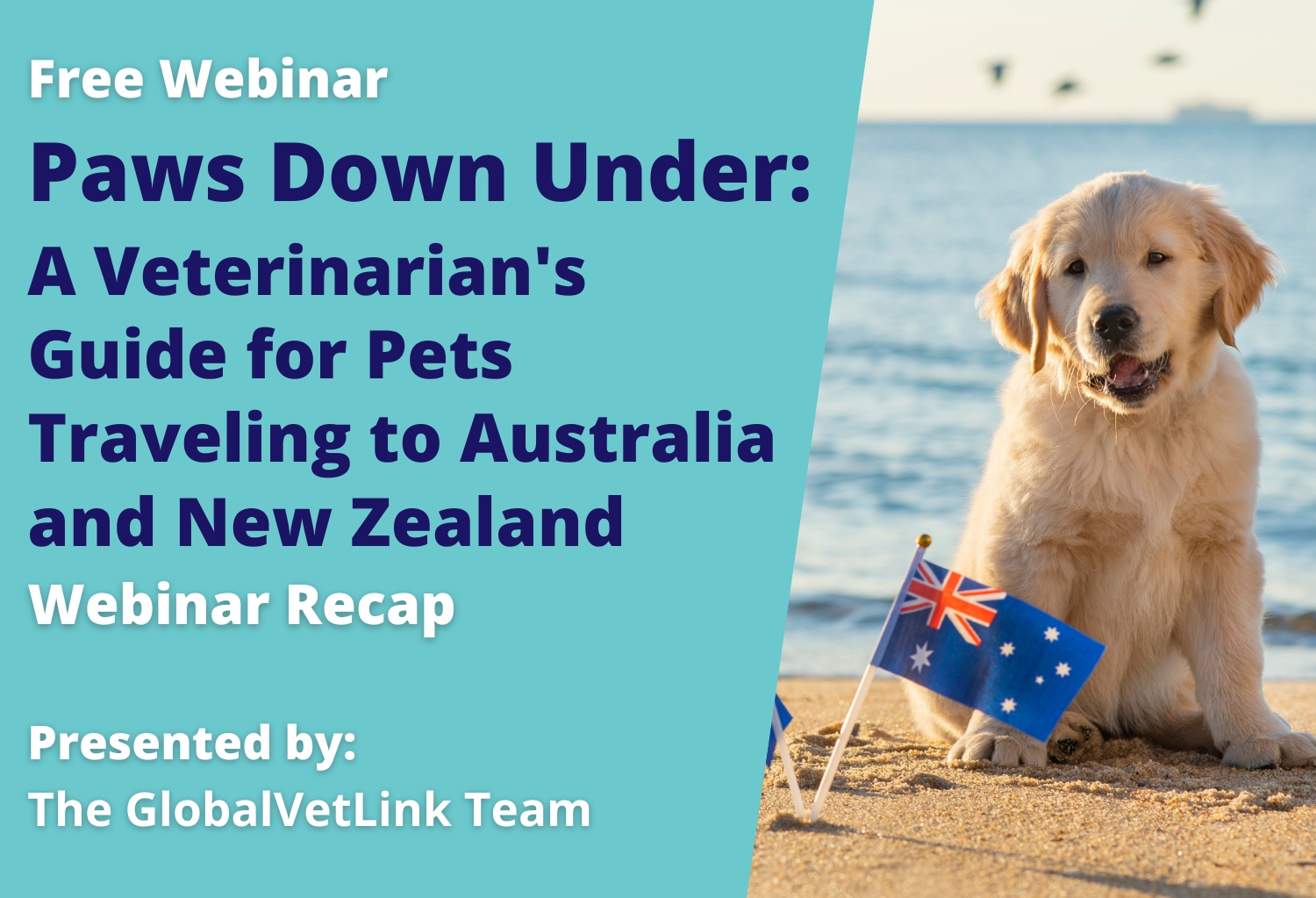 Webinar Recap | Paws Down Under | GlobalVetLink