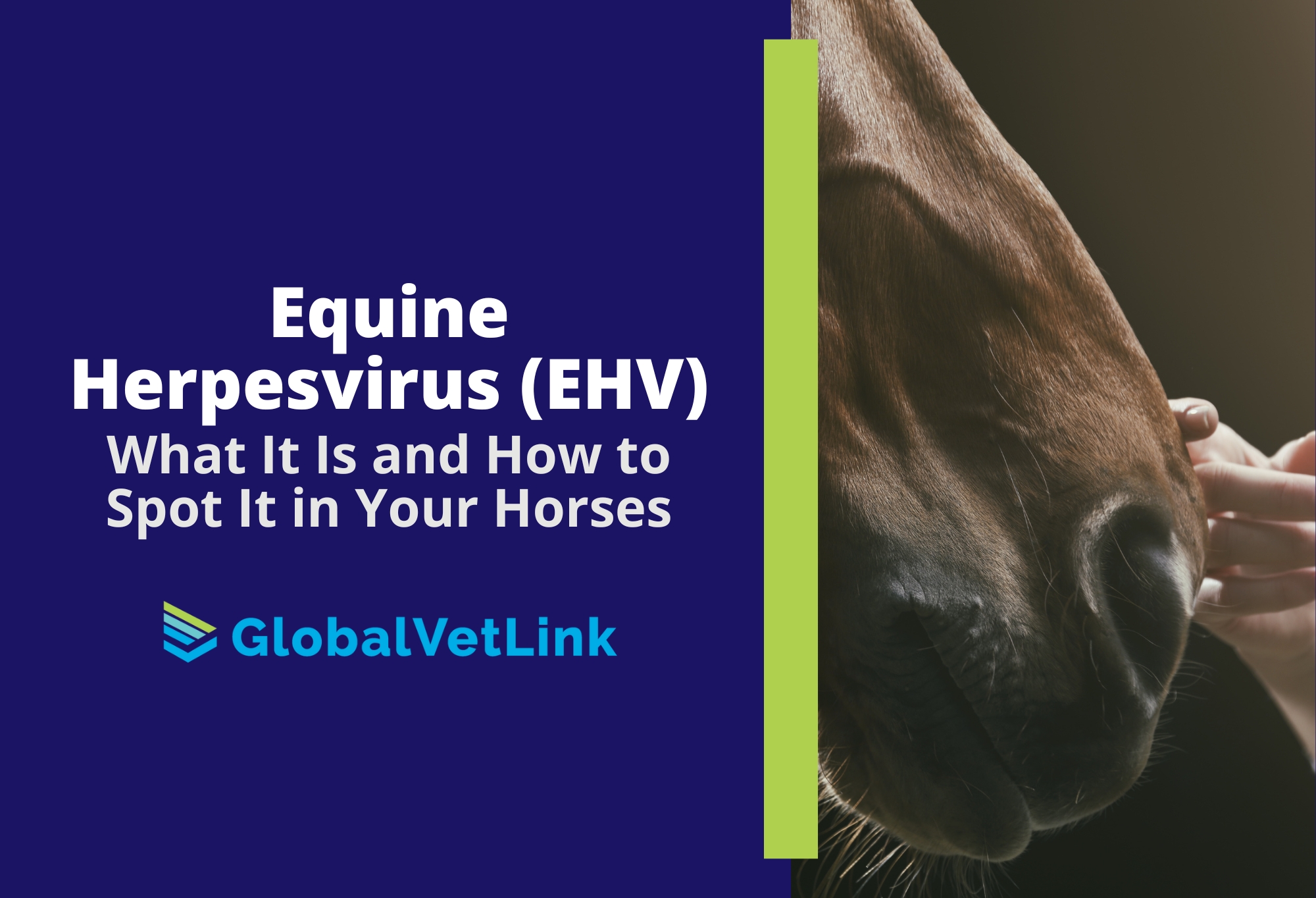 Equine Herpesvirus (EHV) | GlobalVetLink