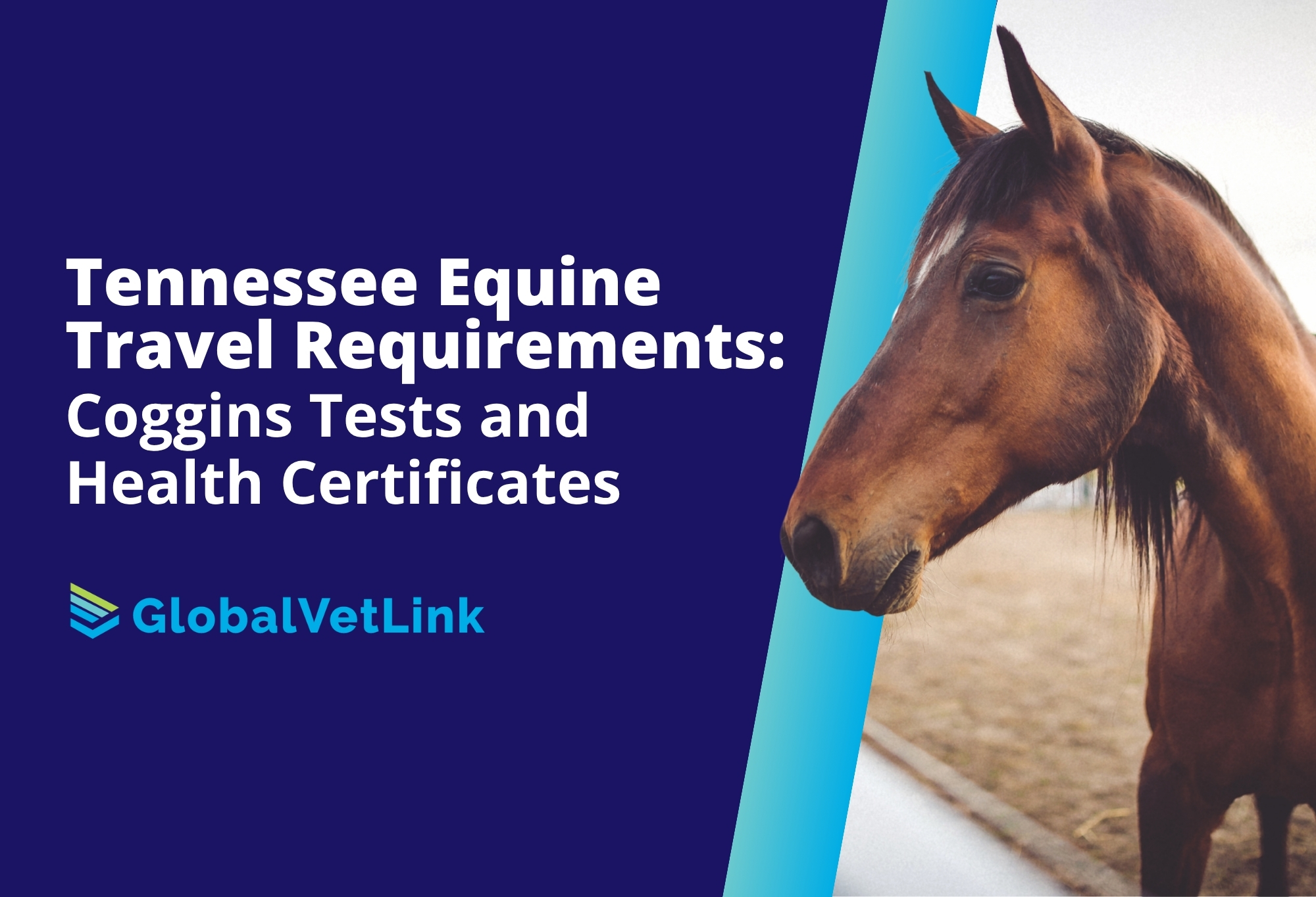 Tennessee Equine Travel Requirements | GlobalVetLink